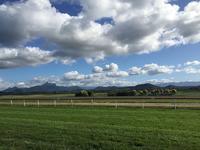 Australian Horse Trainer Matthew Dunn