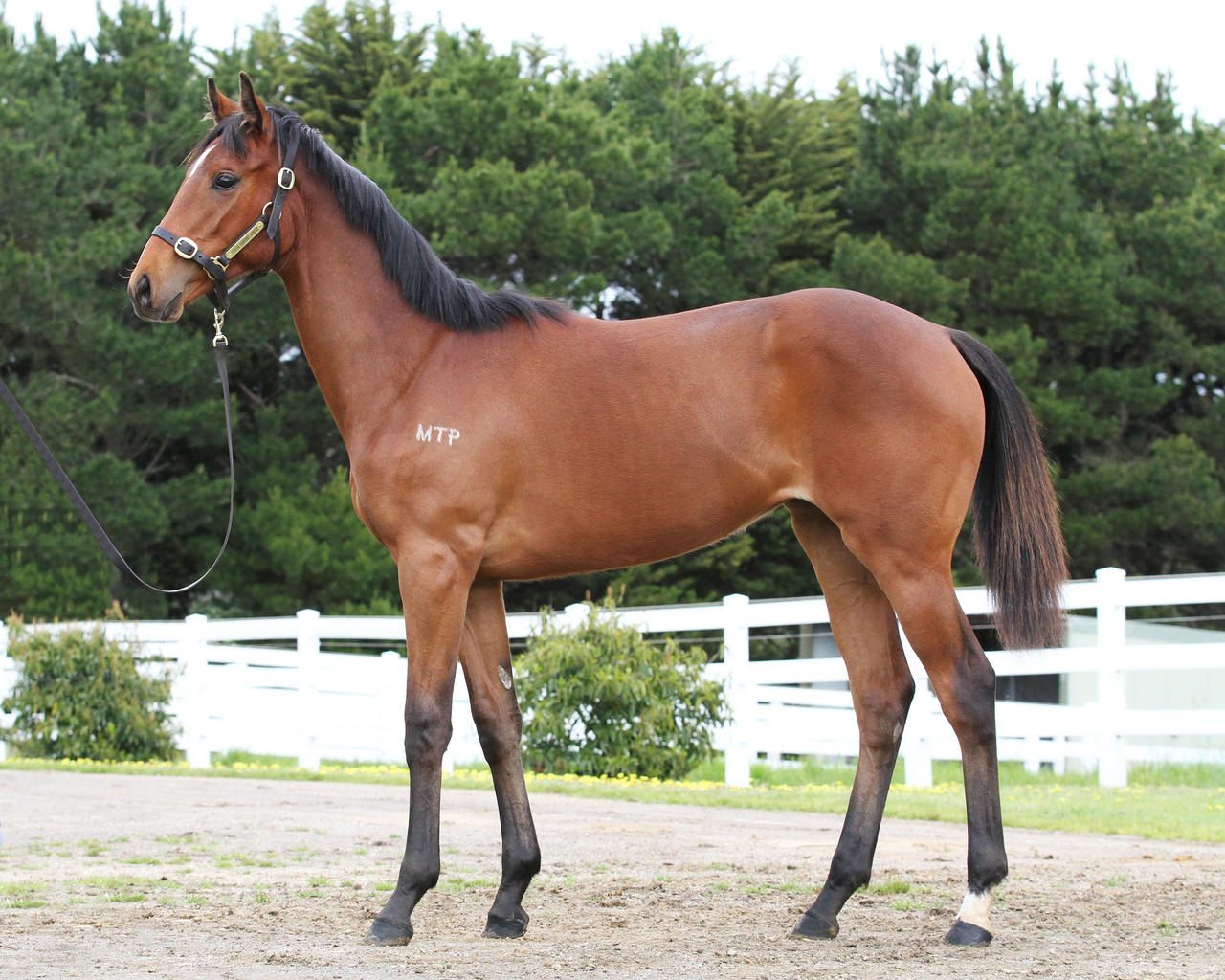 Racehorse Shares For Sale Australian Thoroughbred Bloodstock