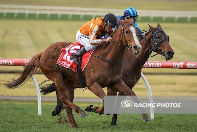 Australian Horse Trainer | Micth Beer Racing| Victoria