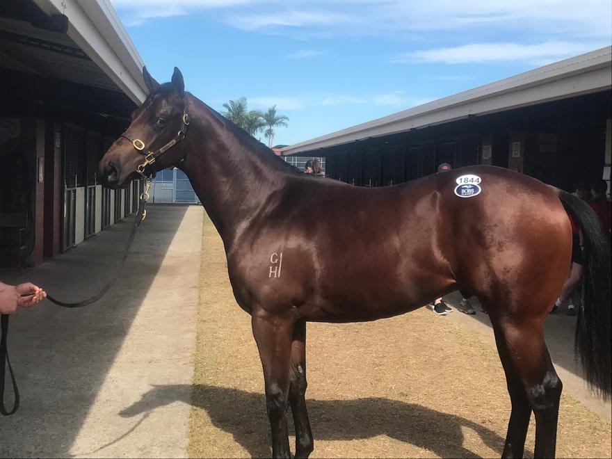 Kane Harris: Australian horse trainers