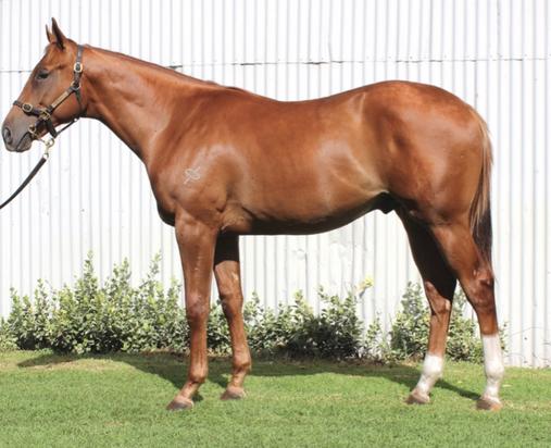 Kane Harris: Australian horse trainers