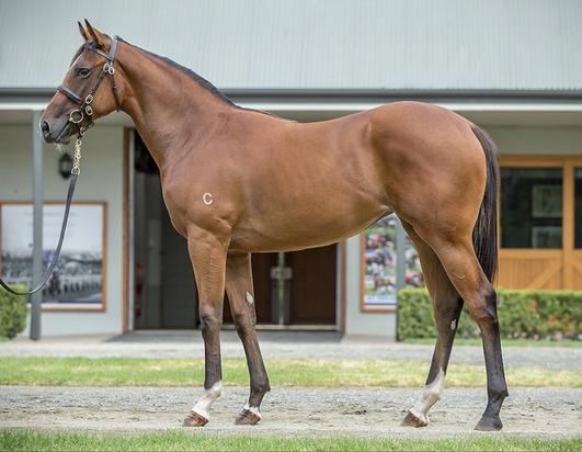 Kane Harris: Australian horse trainers