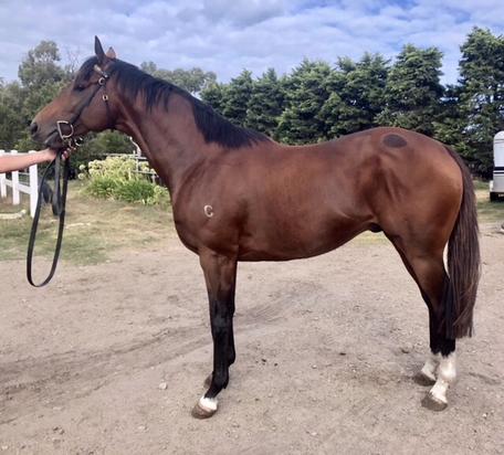 Kane Harris: Australian horse trainers