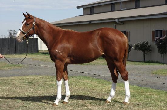 Kane Harris: Australian horse trainers