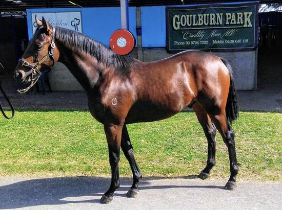 Kane Harris: Australian horse trainers