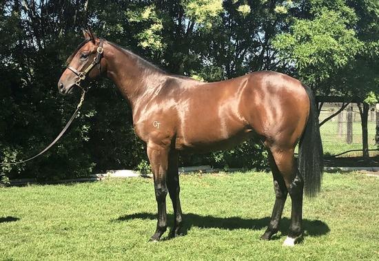 Kane Harris: Australian horse trainers