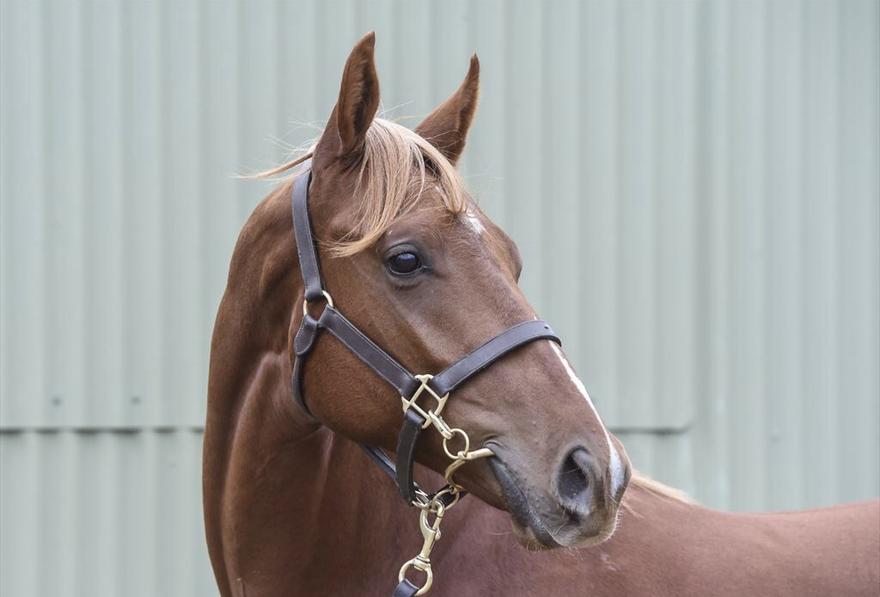 Kane Harris: Australian horse trainers