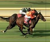 Kane Harris: Australian horse trainers