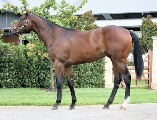 Kane Harris: Australian horse trainers