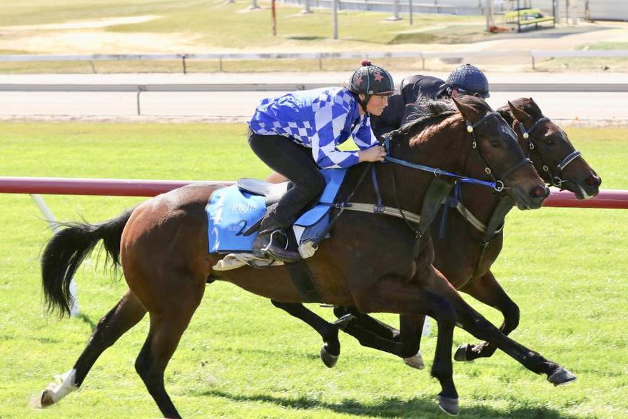Kane Harris: Australian horse trainers