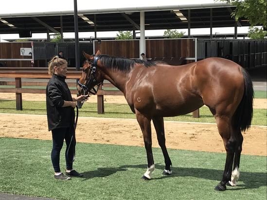 Kane Harris: Australian horse trainers