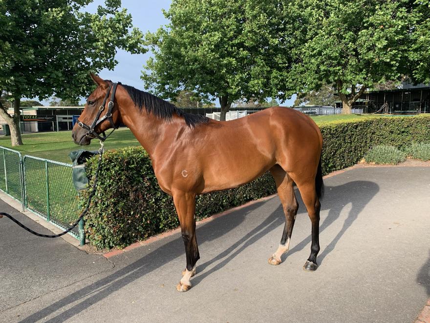 Kane Harris: Australian horse trainers