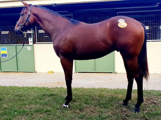 Kane Harris: Australian horse trainers
