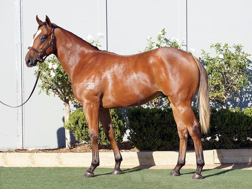 Kane Harris: Australian horse trainers