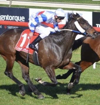 Kane Harris: Australian horse trainers