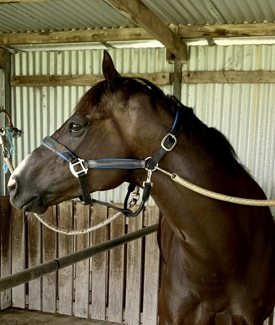 Kane Harris: Australian horse trainers
