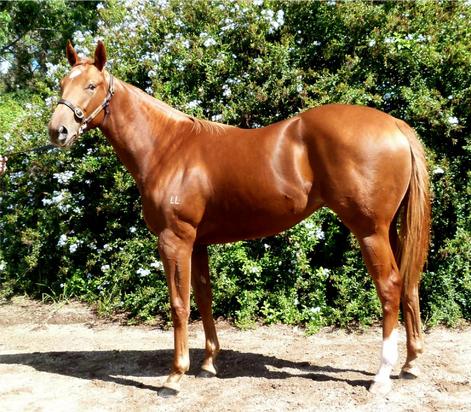 Australian Horse Trainer | Austin Racing | Warwick Farm | NSW | Australia