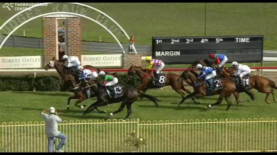 Australian Horse Trainer | Austin Racing | Warwick Farm | NSW | Australia
