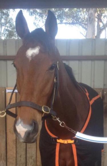 Australian Horse Trainer - Julie Scott
