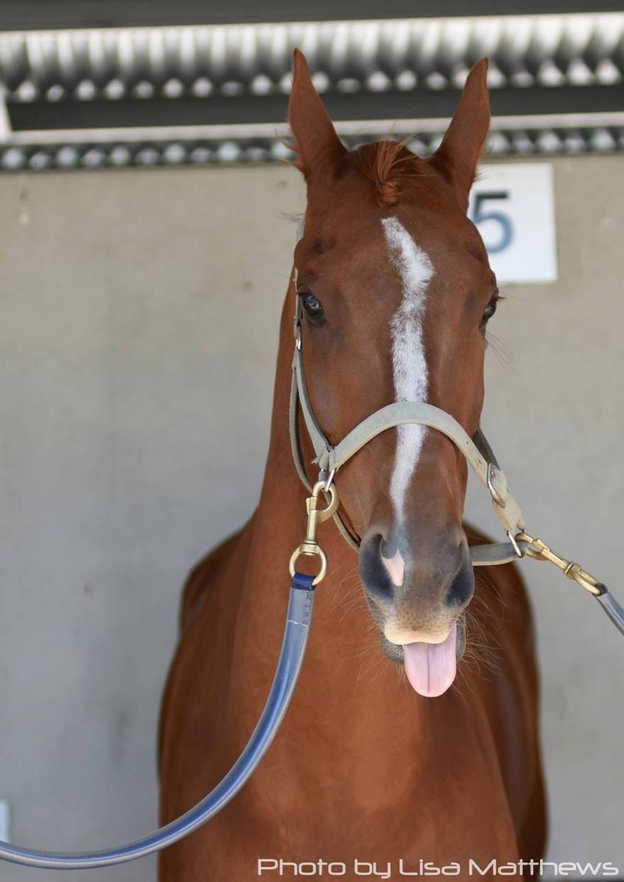 Australian Horse Trainer - Julie Scott