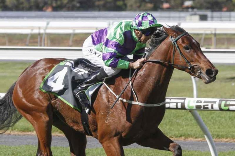 Australian Horse Trainer | Mornington Victoria