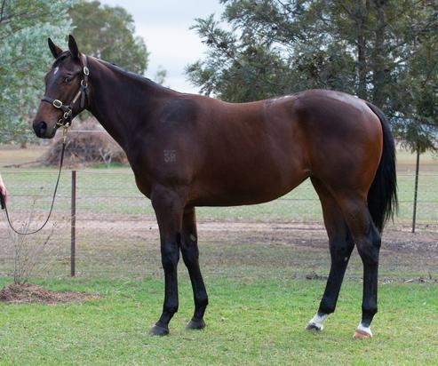 Horse Racing Shares, Thoroughbred Race Horses for Sale in Australia ...