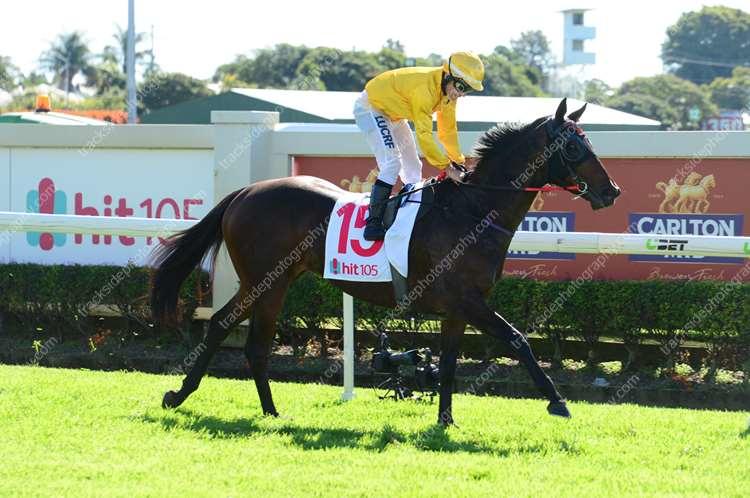 Australian Horse Trainer - Meagher Racing Pty Ltd