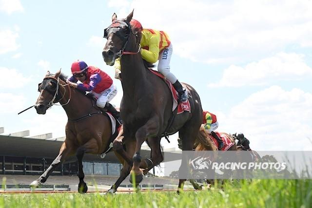 Australian Horse Trainer - Meagher Racing Pty Ltd