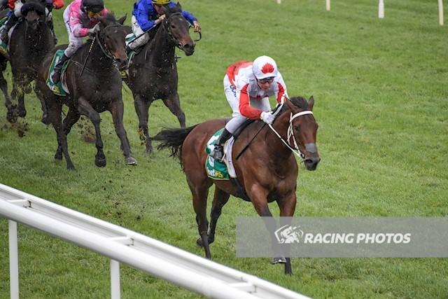 Australian Horse Trainer - Meagher Racing Pty Ltd