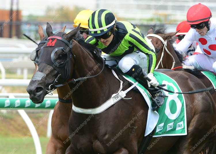 Australian Horse Trainer - Meagher Racing Pty Ltd