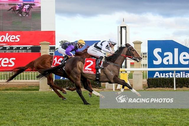 Australian Horse Trainer - Meagher Racing Pty Ltd