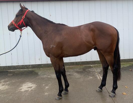 Horse Racing Shares, Thoroughbred Race Horses for Sale in Australia ...