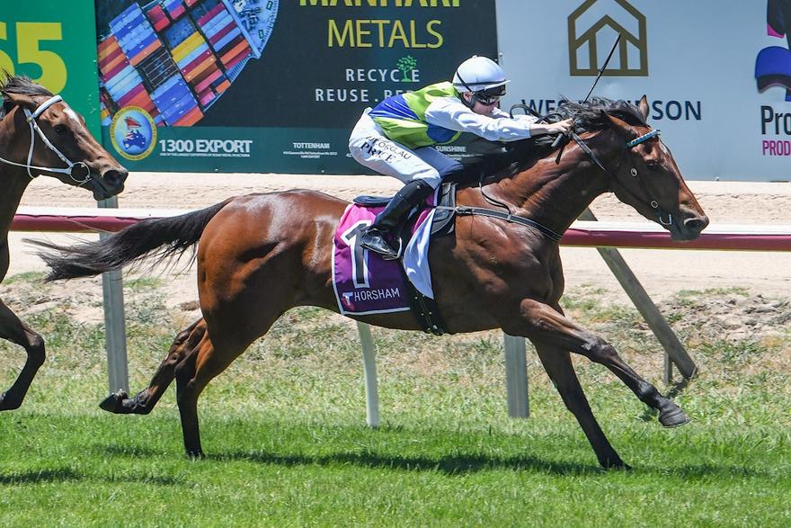 Australian Horse Trainer - Dan O'Sullivan Racing