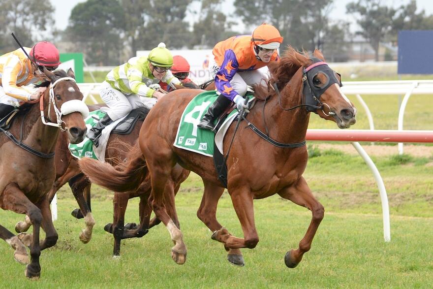 Australian Horse Trainer - Dan O'Sullivan Racing