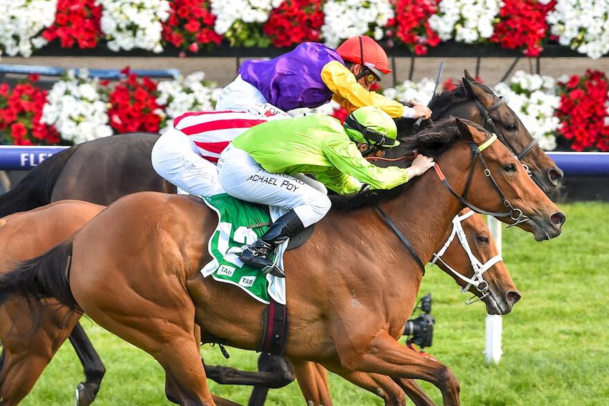 Australian Horse Trainer - Dan O'Sullivan Racing