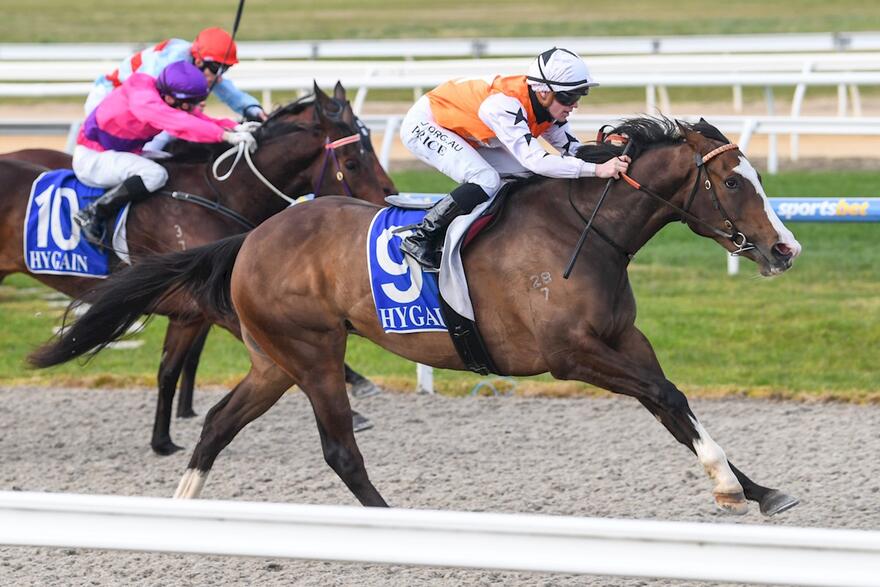 Australian Horse Trainer - Dan O'Sullivan Racing