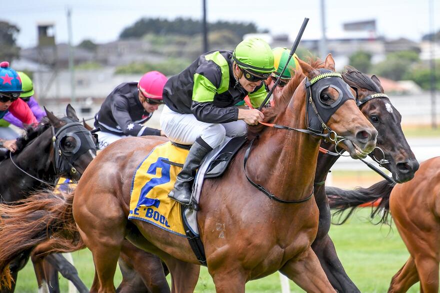 Australian Horse Trainer - Dan O'Sullivan Racing