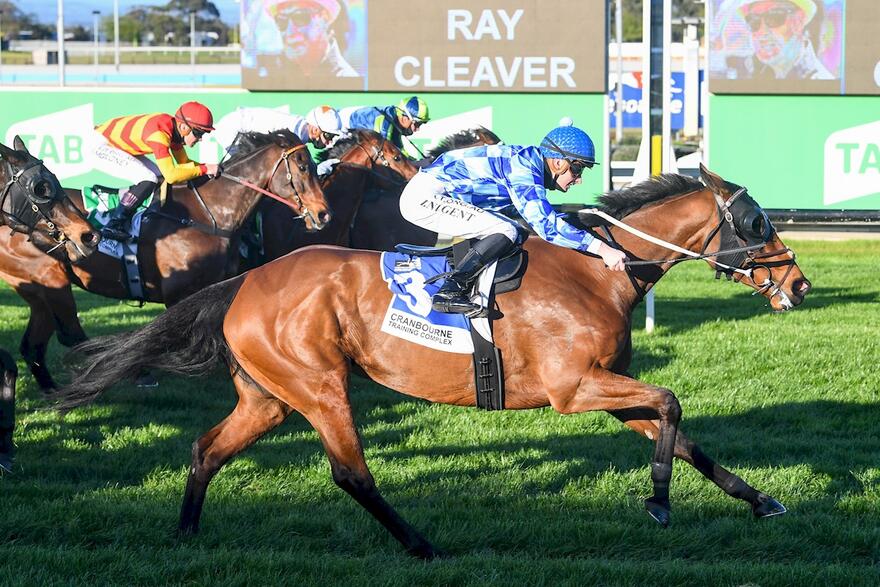 Australian Horse Trainer - Allison Sheehan Racing