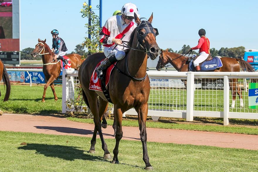 Australian Horse Trainer | Enver Jusufovic Racing