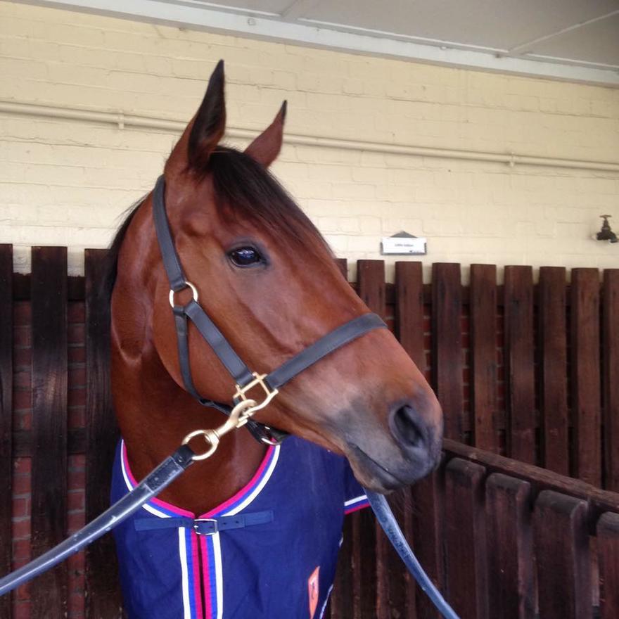 Welcome to the website of Griffiths Racing | Griffiths Racing