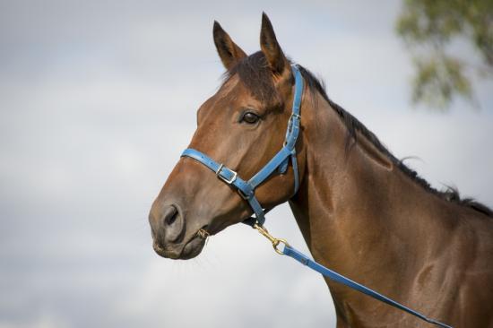 Welcome to the website of Griffiths Racing | Griffiths Racing