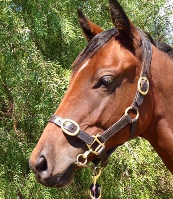 Welcome to the website of Griffiths Racing | Griffiths Racing