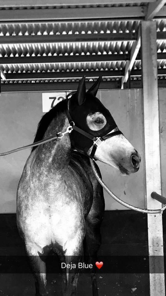 Welcome to the website of Griffiths Racing | Griffiths Racing