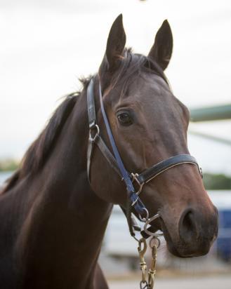 Welcome to the website of Griffiths Racing | Griffiths Racing