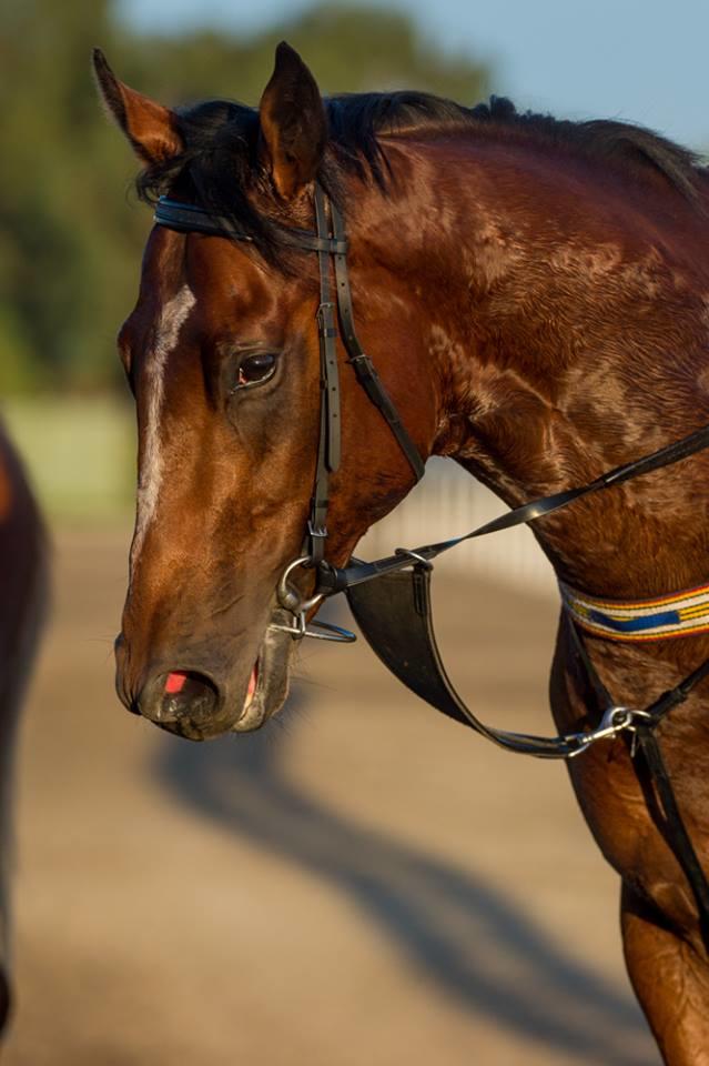 Welcome to the website of Griffiths Racing | Griffiths Racing