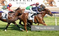 Patrick Payne | Australia Horse Trainer | Melbourne