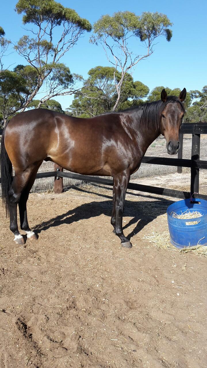Australian Racehorse Trainer - Richard Jolly