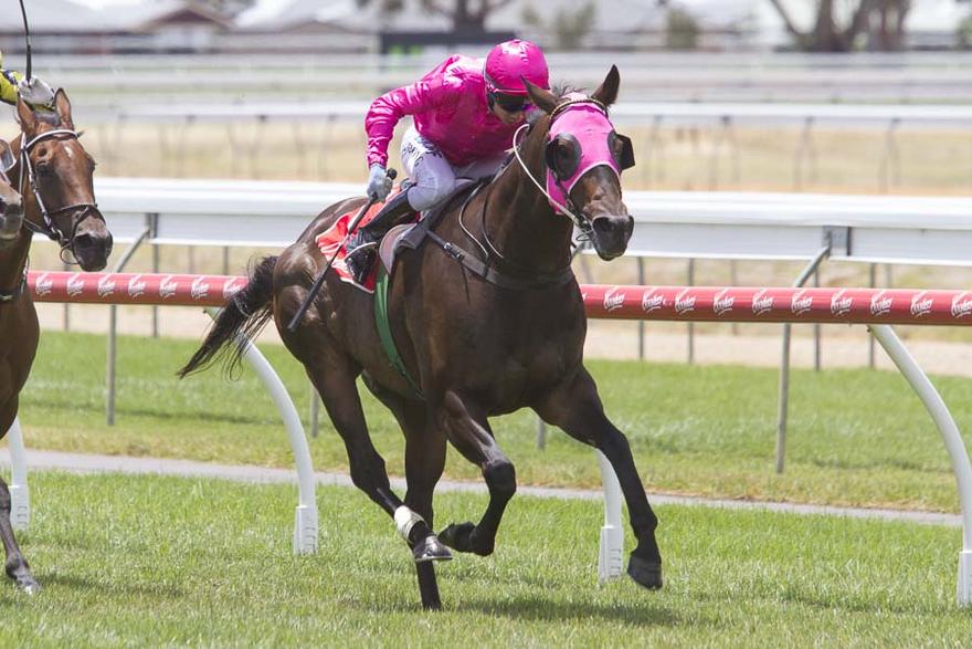 Australian Racehorse Trainer - Richard Jolly