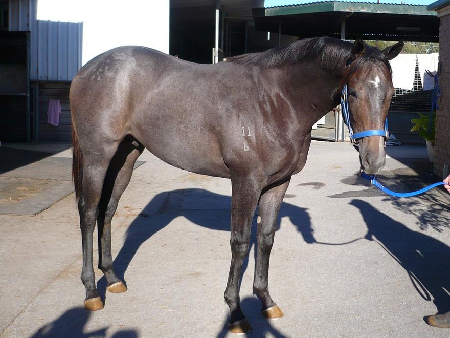 Australian Racehorse Trainer - Richard Jolly