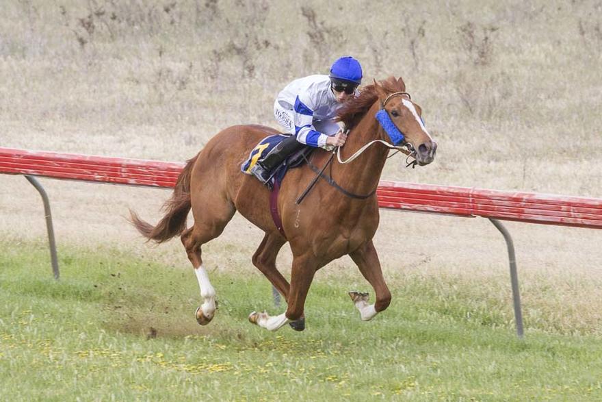 Australian Racehorse Trainer - Richard Jolly